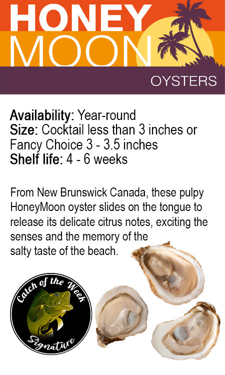 Best Live Oyster Market Edmonton | Catch of the Week!