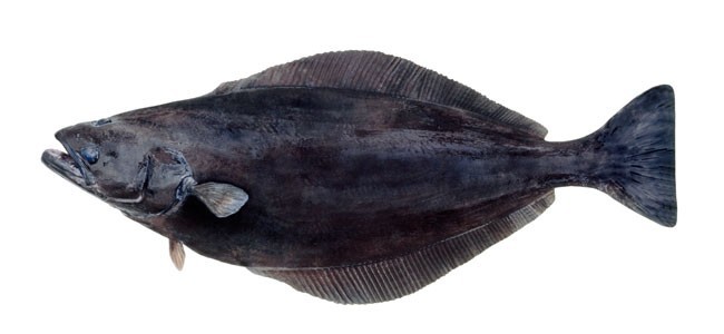 Best Greenland Halibut Recipes Edmonton | Catch of the Week!