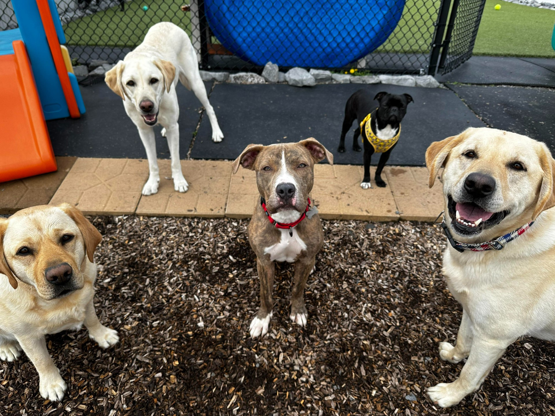 Adoptable Dogs