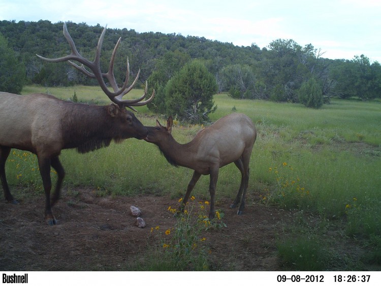 Home [www.muleybull.com]