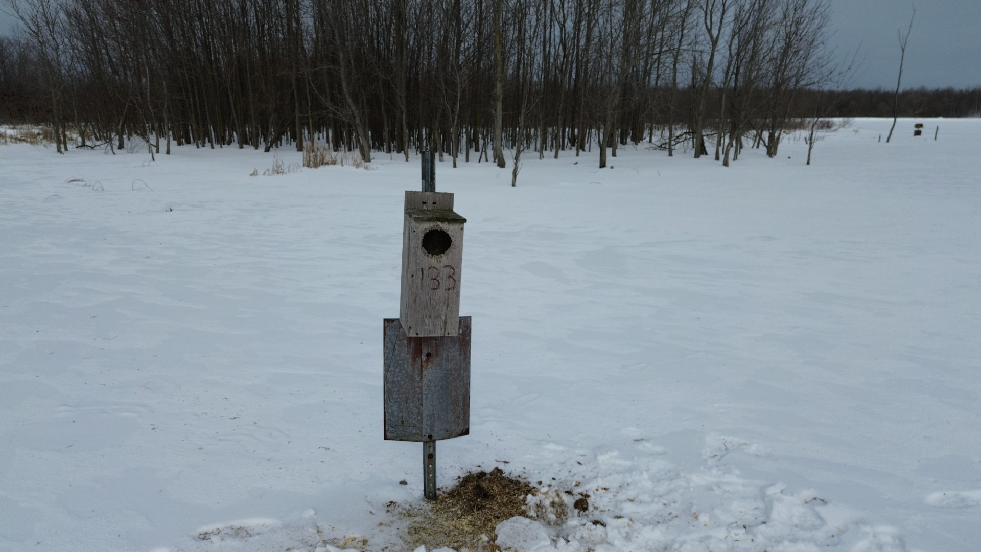 Wood Duck Tracks