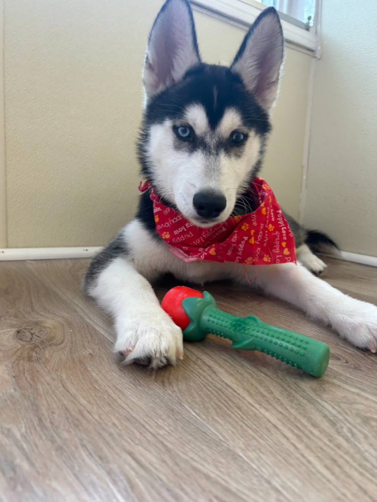 Pictures Coming Soon!