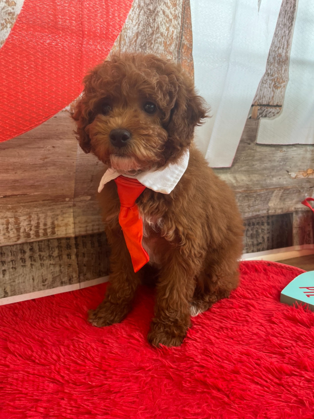 puppiesontherun@gmail.com