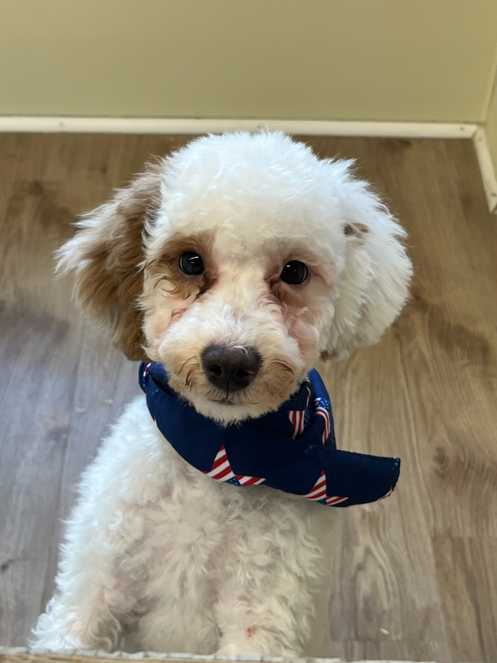 puppiesontherun@gmail.com