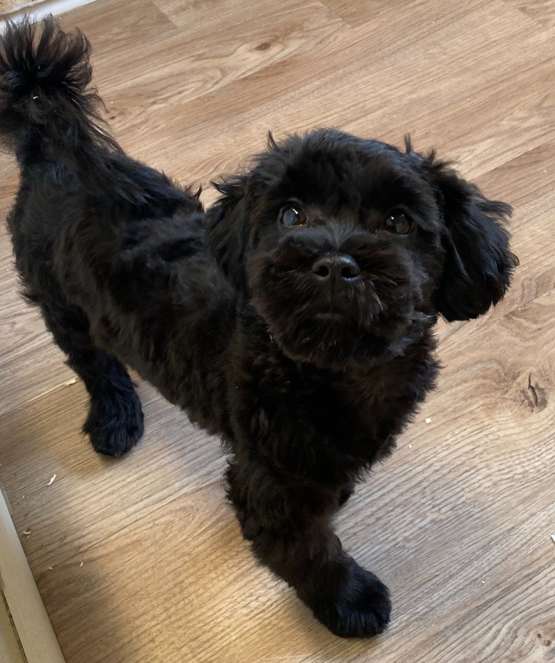 puppiesontherun@gmail.com