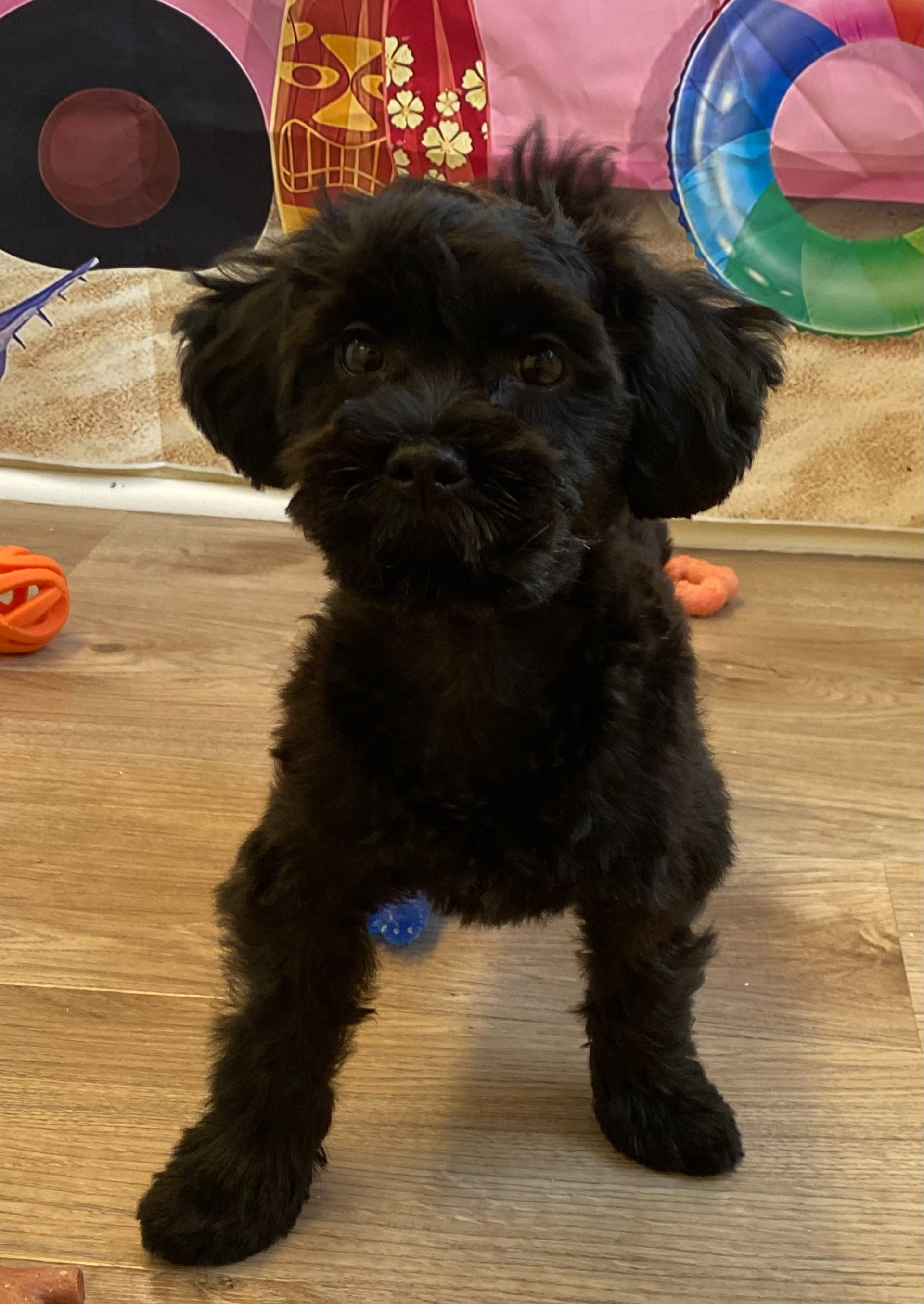 puppiesontherun@gmail.com