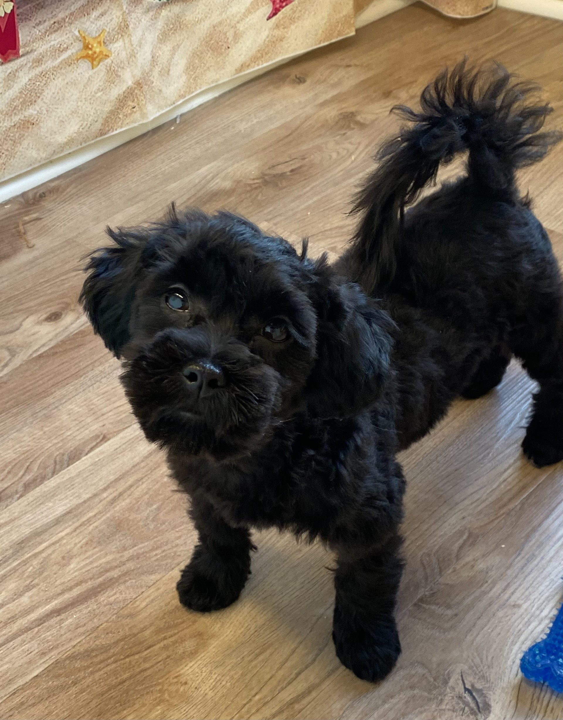 puppiesontherun@gmail.com