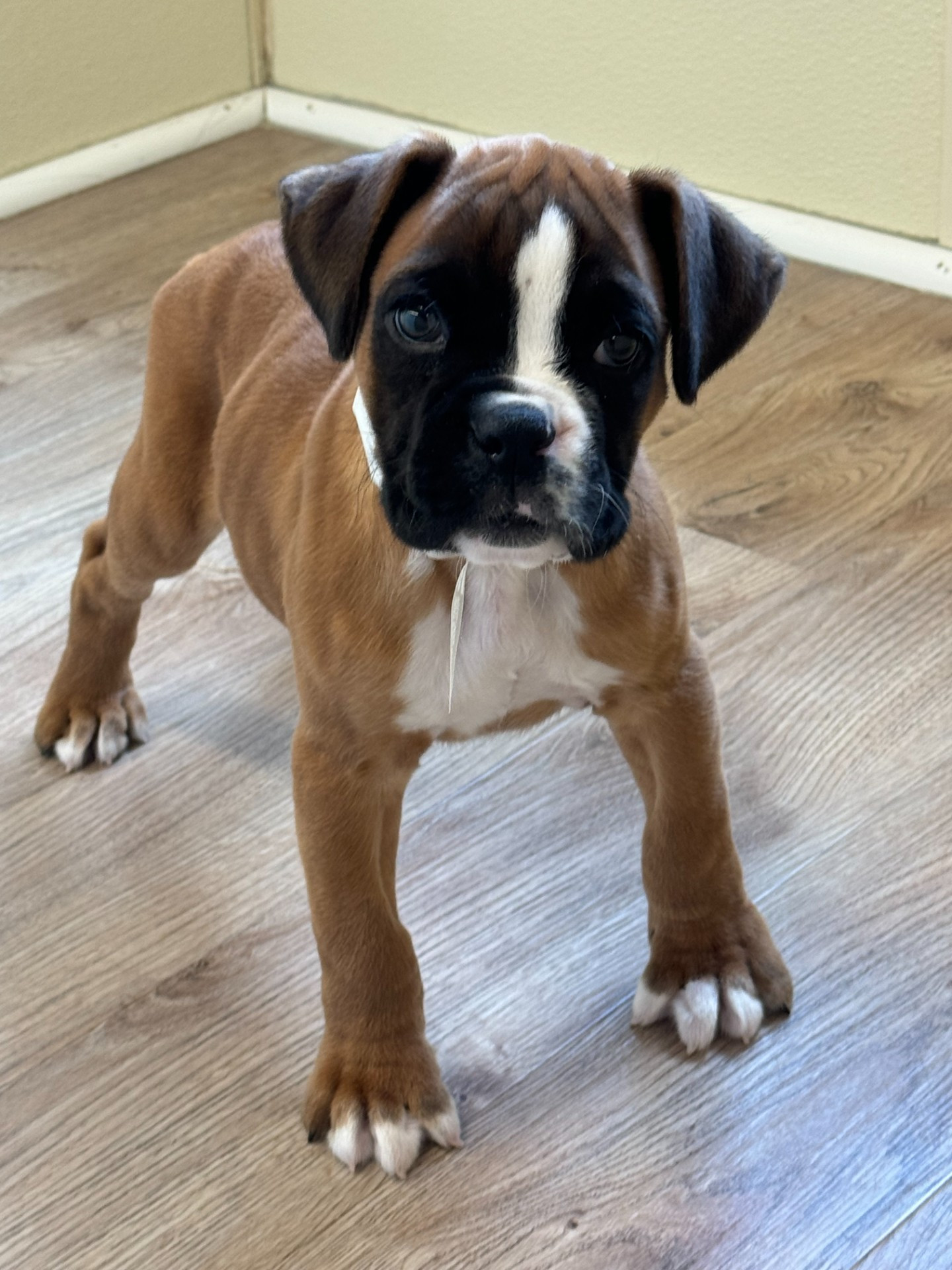 puppiesontherun@gmail.com