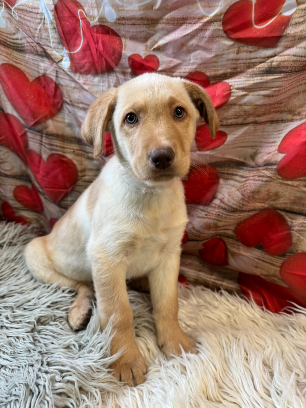 Pictures Coming Soon!