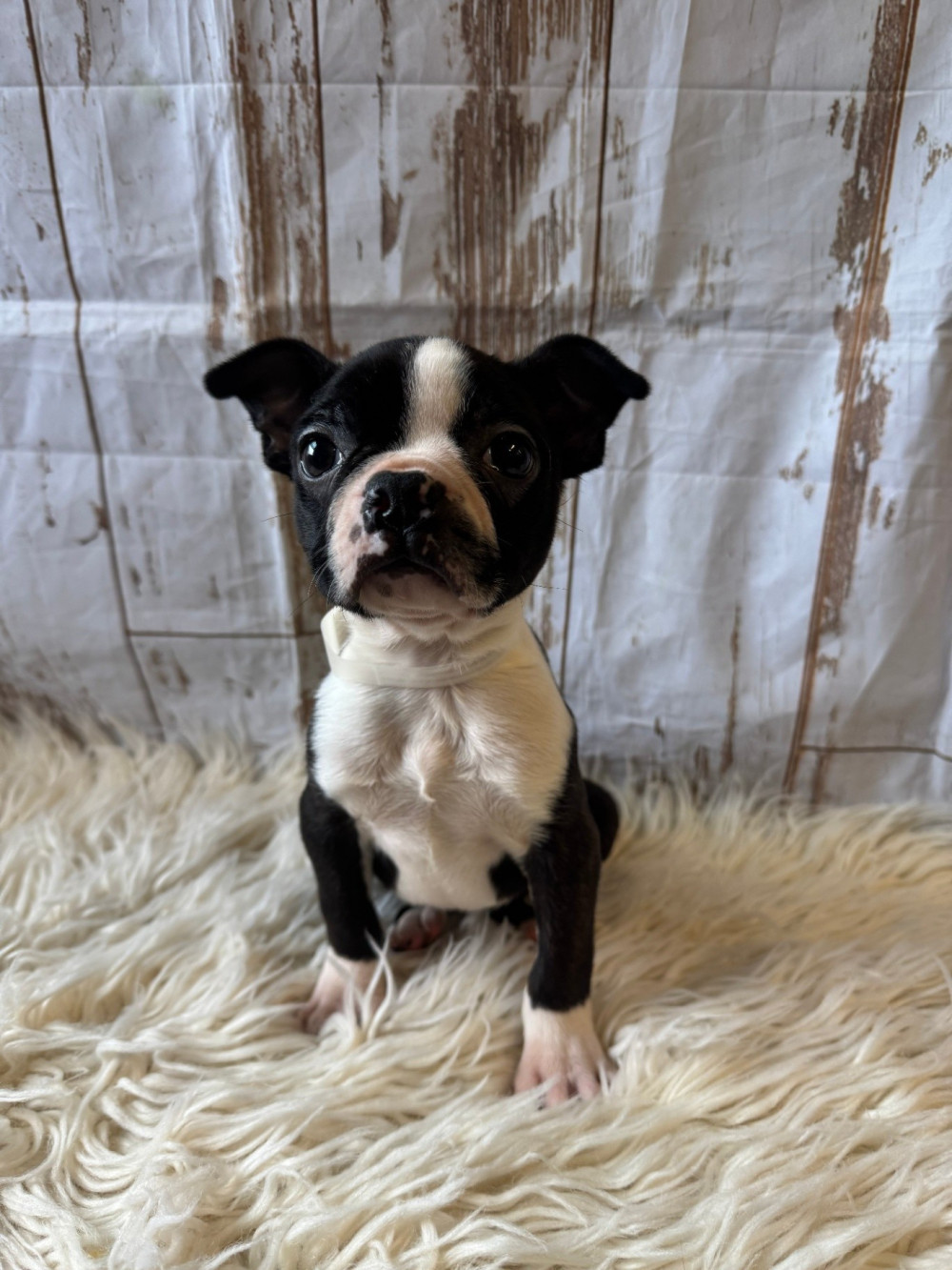 puppiesontherun@gmail.com