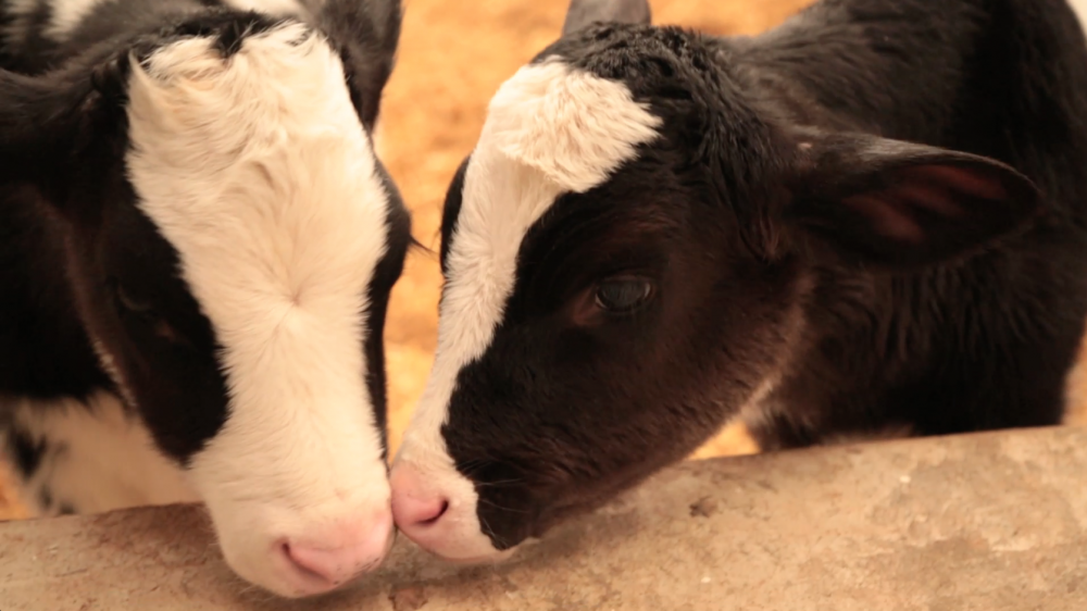 Shuler Dairy Farms | Centennial Family Farm Southwest Michigan