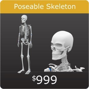 Human CAD model Store- Human models for Solidworks and more