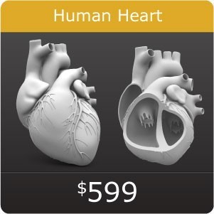 Human CAD model Store- Human models for Solidworks and more