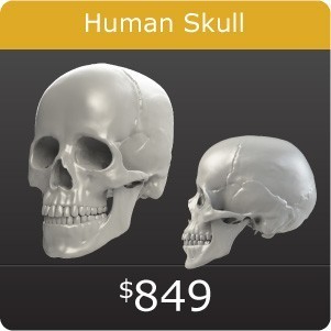 Human CAD model Store- Human models for Solidworks and more