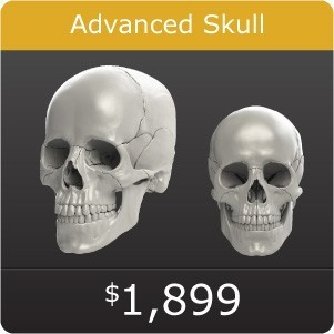 Human CAD model Store- Human models for Solidworks and more