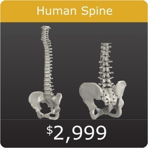 Human CAD model Store- Human models for Solidworks and more