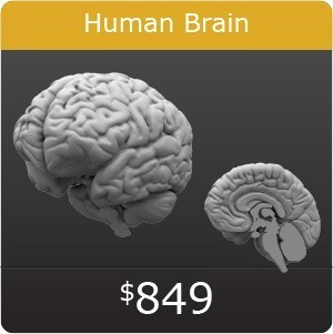 Human CAD model Store- Human models for Solidworks and more