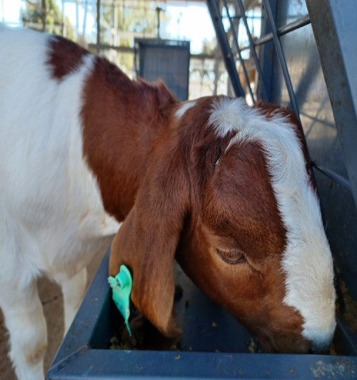 Alyssa's Barnyard | FFA Market Steer Project 2025