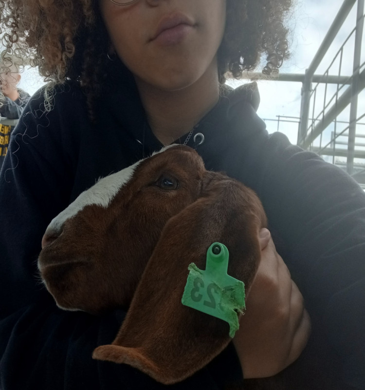 Alyssa's Barnyard | FFA Market Steer Project 2025