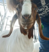 Alyssa's Barnyard | FFA Market Steer Project 2025