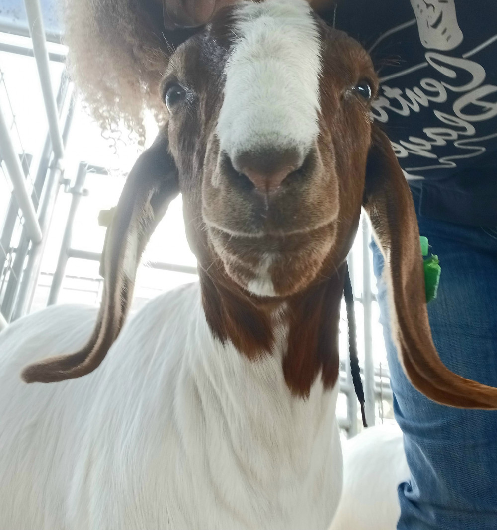 Alyssa's Barnyard | FFA Market Steer Project 2025