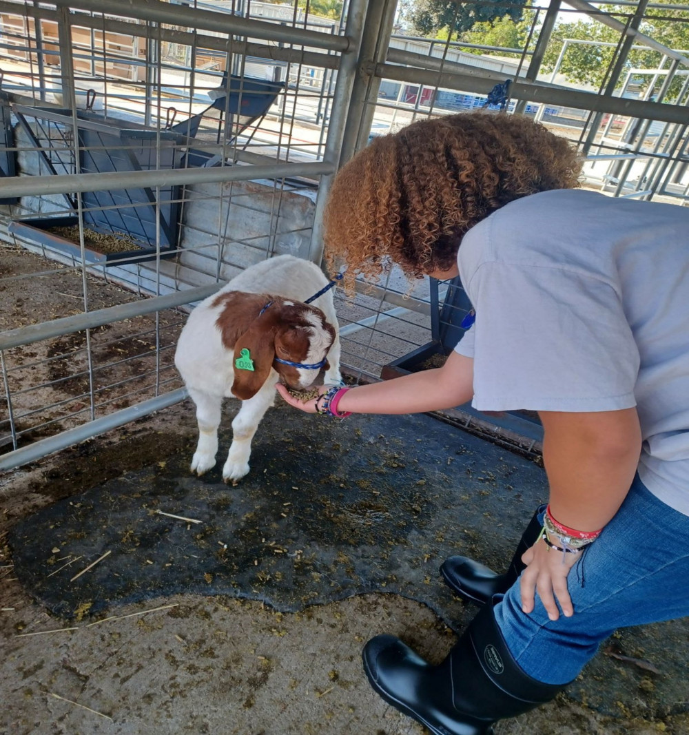 Alyssa's Barnyard | FFA Market Steer Project 2025
