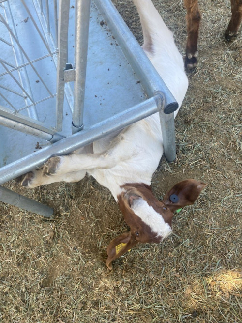 Alyssa's Barnyard | FFA Market Steer Project 2025