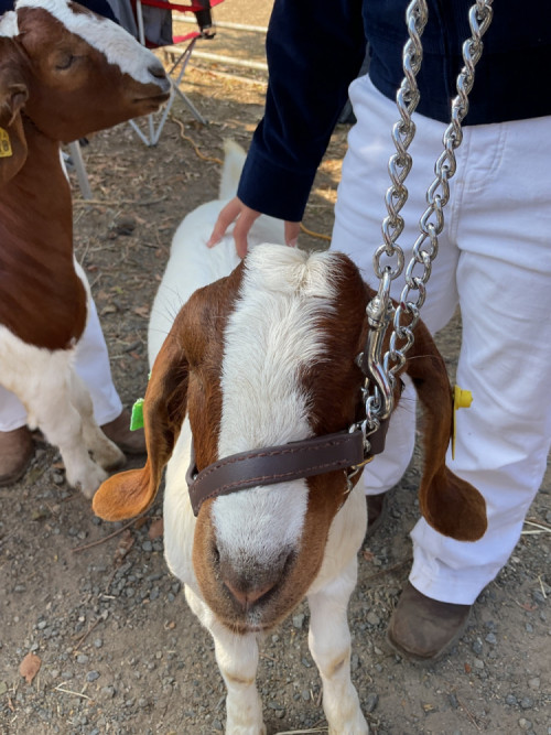 Alyssa's Barnyard | FFA Market Steer Project 2025