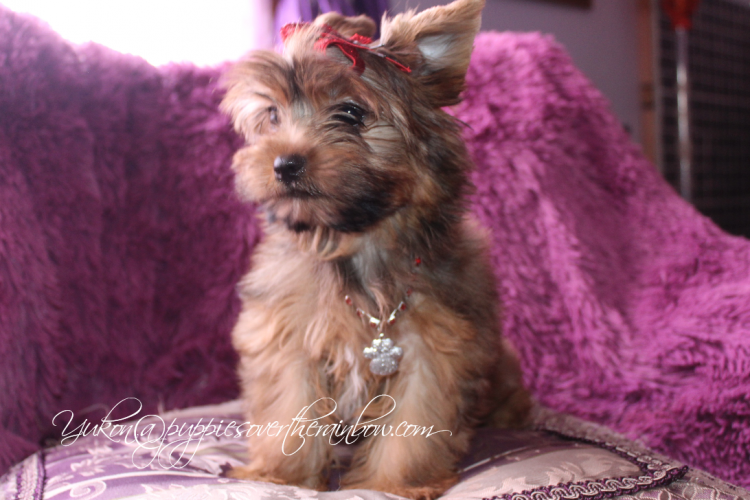 Welcome to Puppies Over the Rainbow: Your Ultimate Destination for ...