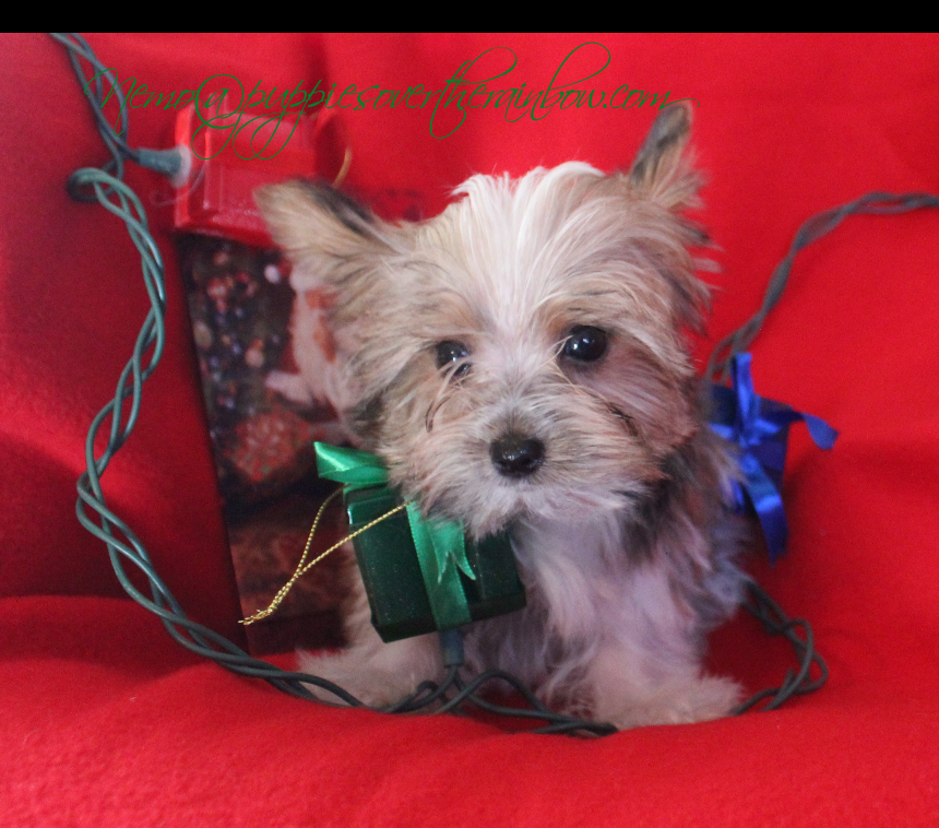 Welcome to Puppies Over the Rainbow: Your Ultimate Destination for ...