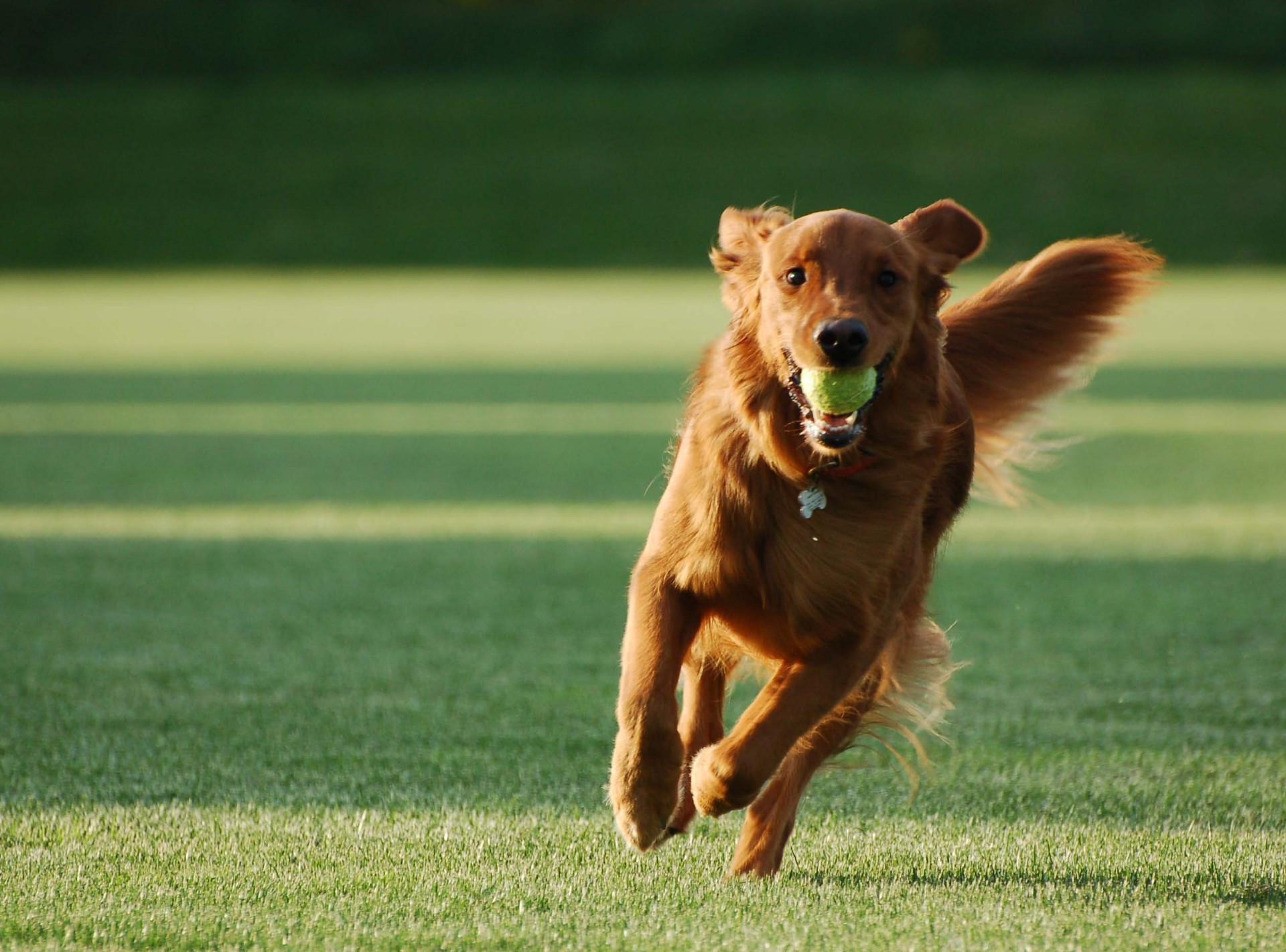 Gallatin Dog Fencing I Hendersonville Dog Fences I Sumner County Fence ...