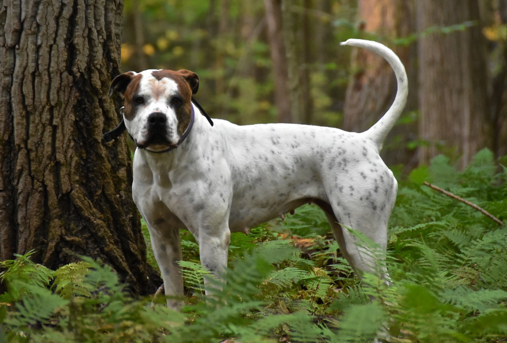 Blue Ridge American Bulldogs is located Tallmadge Ohio, with a goal to ...