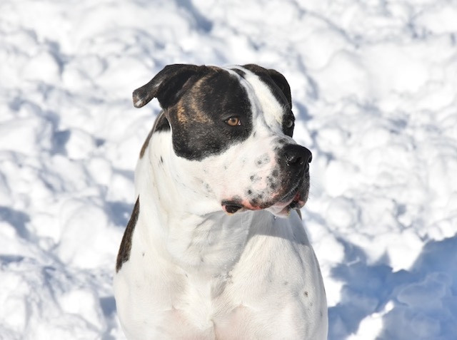 Blue Ridge American Bulldogs is located Tallmadge Ohio, with a goal to ...