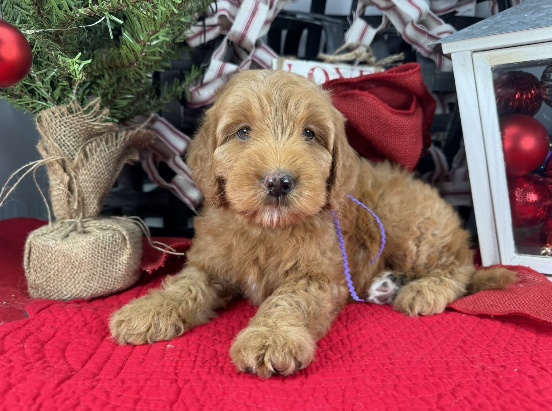 BRYNLEIGH PUPPYs