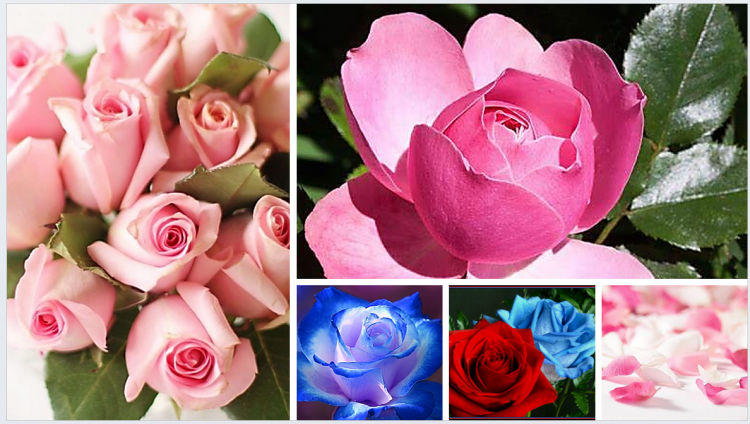 A ROSE IS A ROSE IS A ROSE