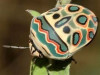PICASSO BUG