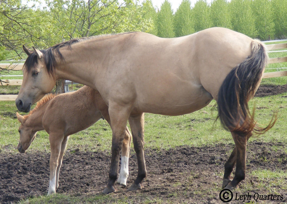 LeyhQuarterHorses