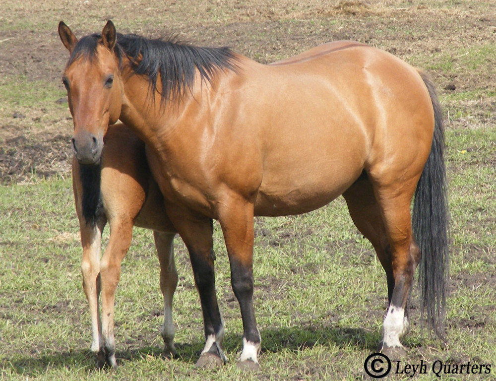 LeyhQuarterHorses