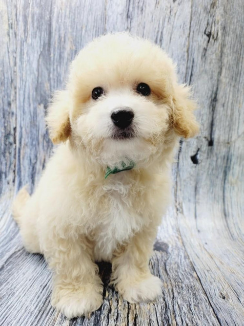 Home [www.nycbichpoo.com]