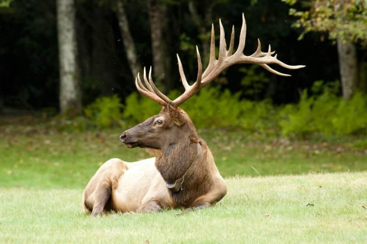 Elk Information - Backcountry Views