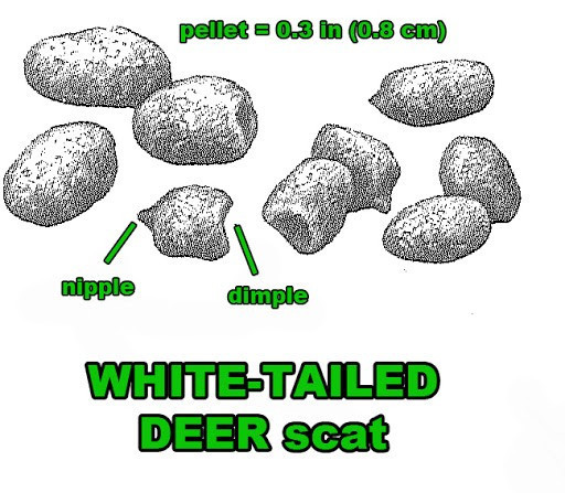 Whitetail Deer Droppings