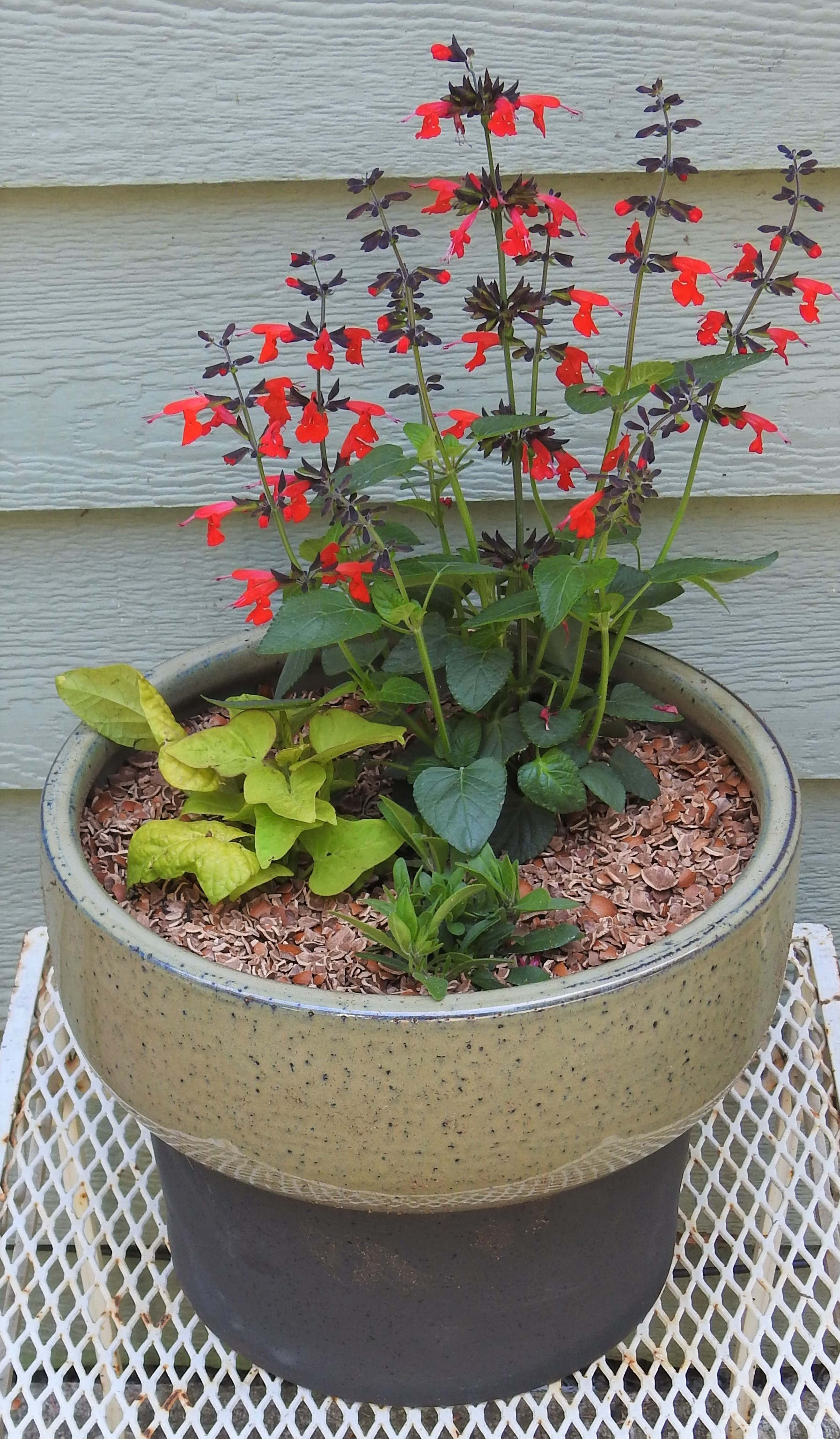 Home [www.harvesttimeshells.com]