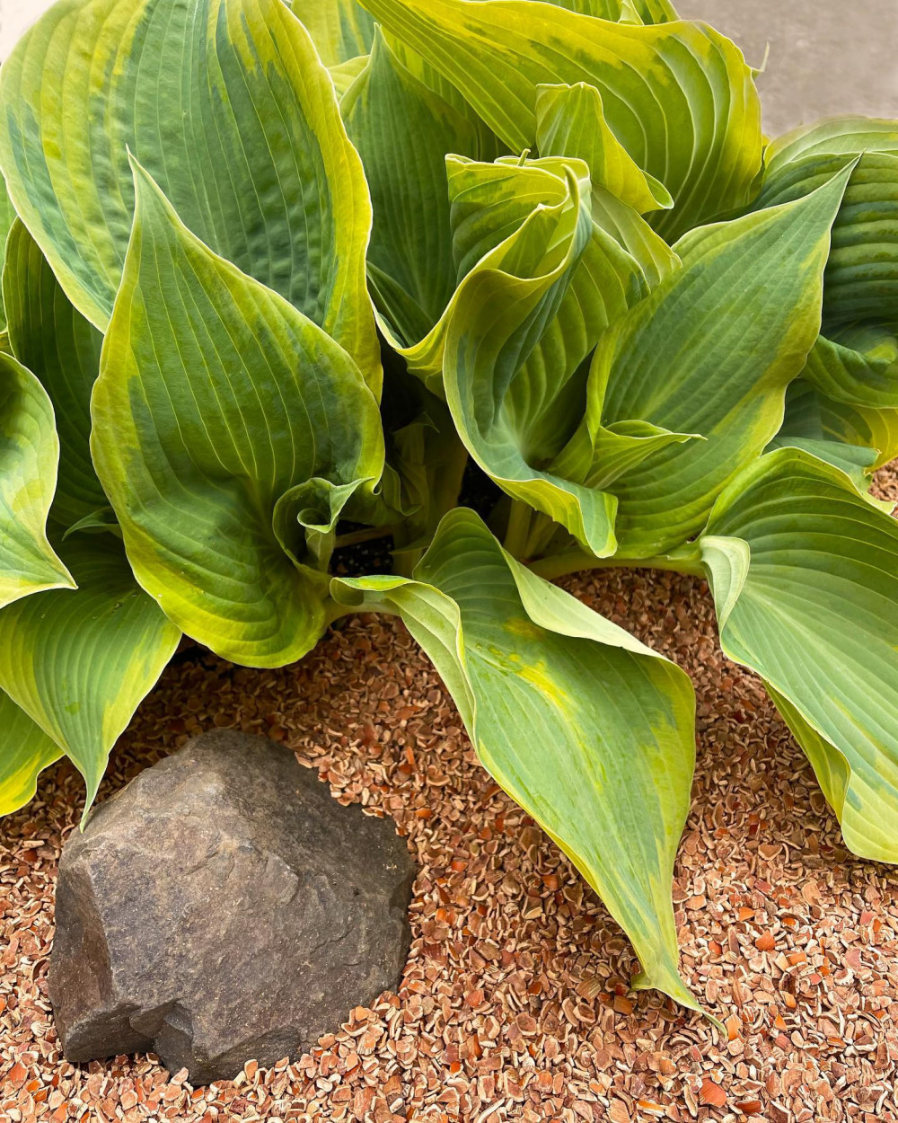 Home [www.harvesttimeshells.com]