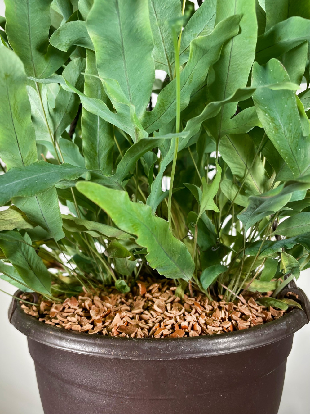 Home [www.harvesttimeshells.com]