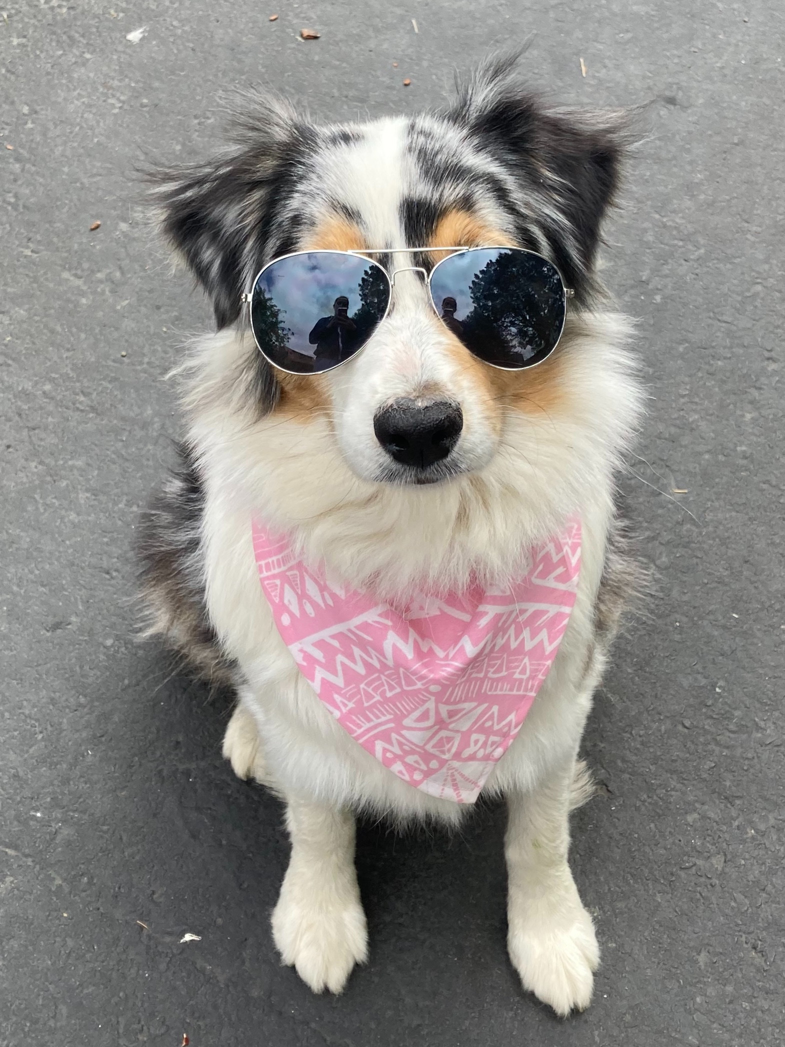 Tried and True Aussies - Males and Females