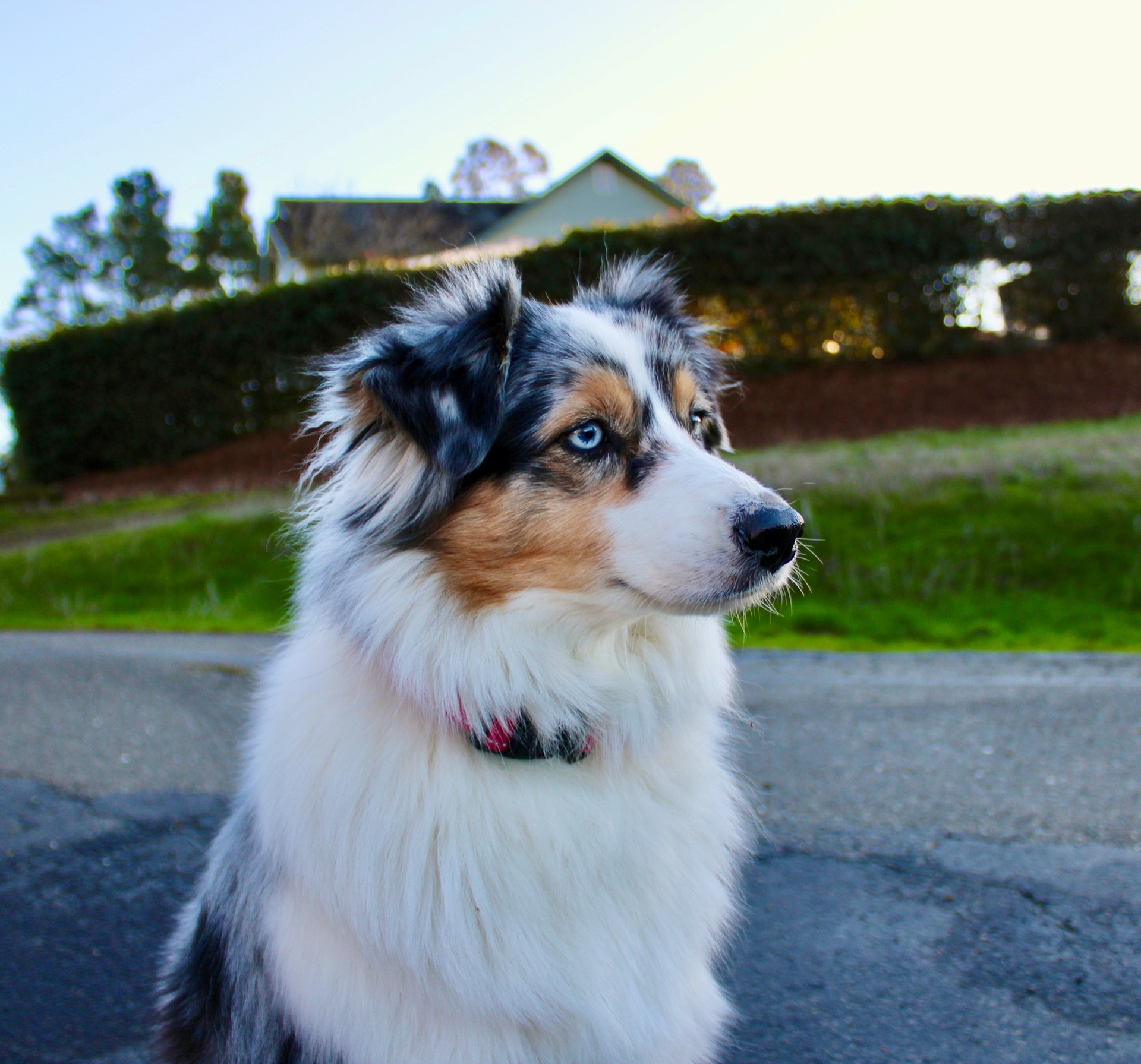 Tried and True Aussies - Home