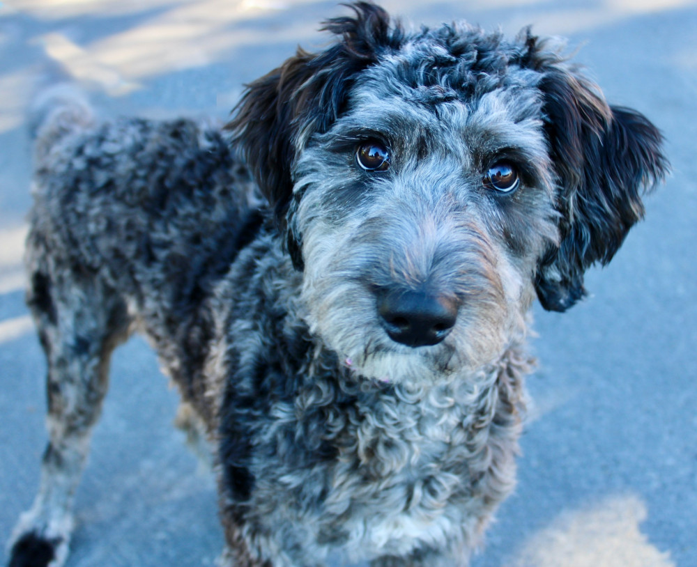 Tried and True Aussies