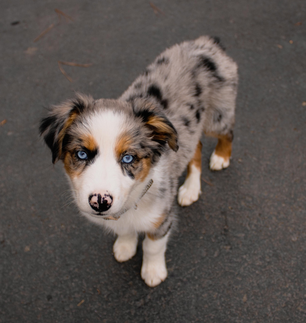 Tried and True Aussies - Home