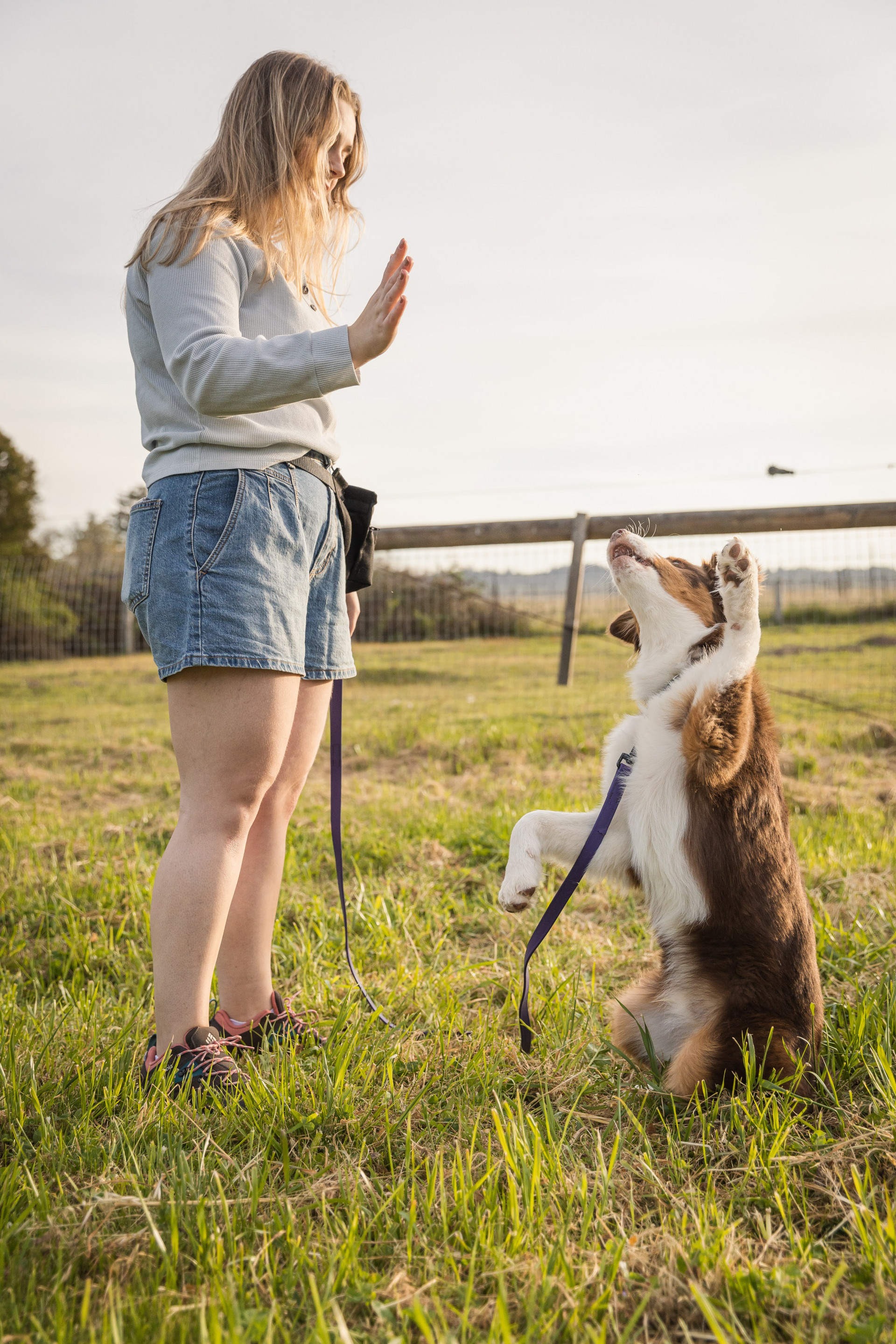 Tried and True Aussies - Home