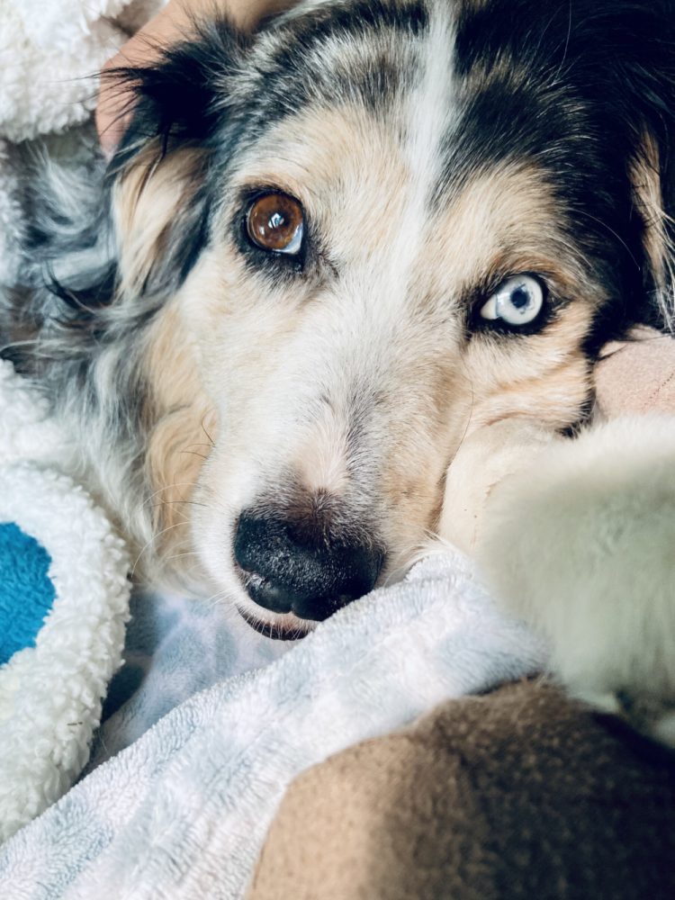 Tried and True Aussies - Males and Females